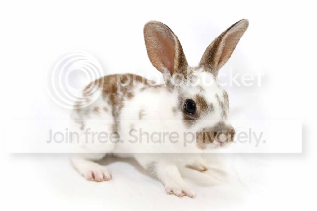 NW England - Handreared Stunning Pure bred Mini Rex rabbits | Reptile ...