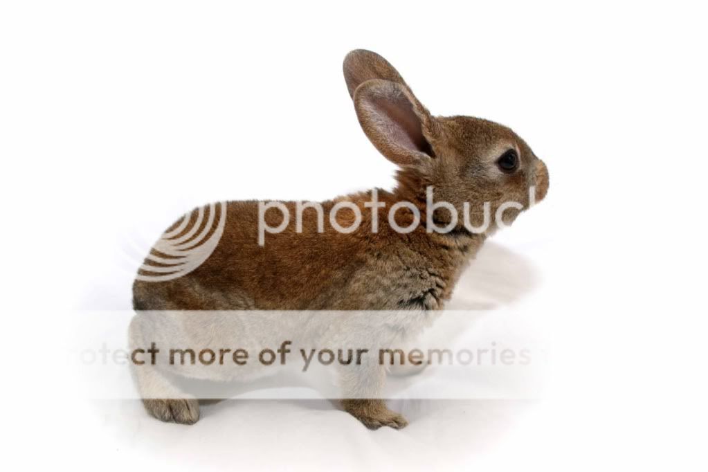 NW England - Handreared Stunning Pure bred Mini Rex rabbits | Reptile ...
