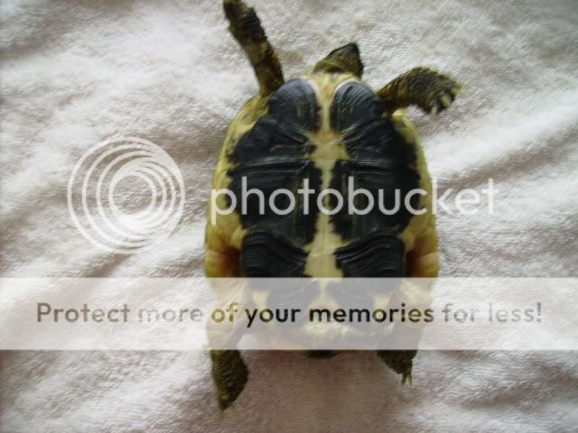 Hermann tortoises Testudo Hermanni Hermanni | Reptile Forums