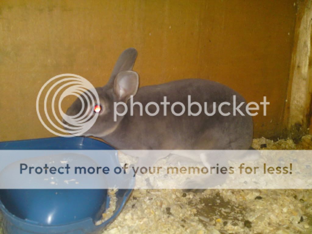 NW England - Stunning Mini Rex babies for sale | Reptile Forums