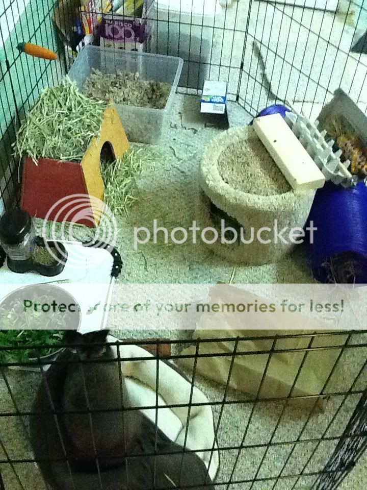 XPEN | Rabbits Online Pet Rabbit & Bunny Forum