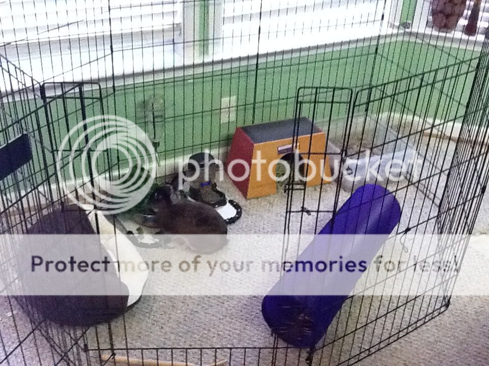 XPEN | Rabbits Online Pet Rabbit & Bunny Forum