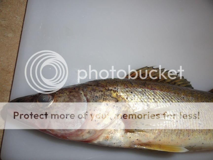 ever seen this kind of parasite on walleye? | Lake St. Clair Fishing Forum