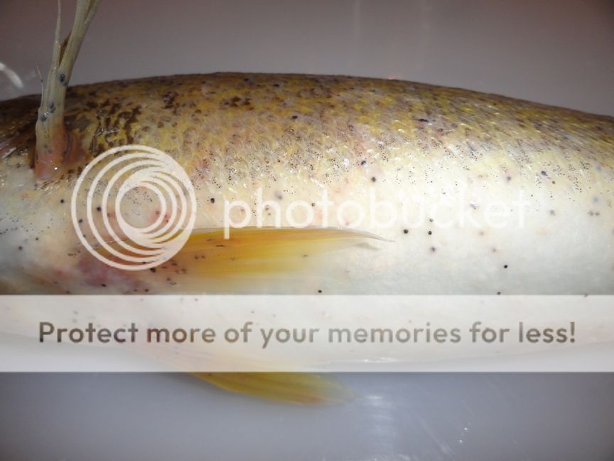 ever seen this kind of parasite on walleye? | Lake St. Clair Fishing Forum