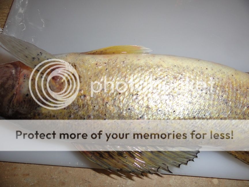 ever seen this kind of parasite on walleye? | Lake St. Clair Fishing Forum