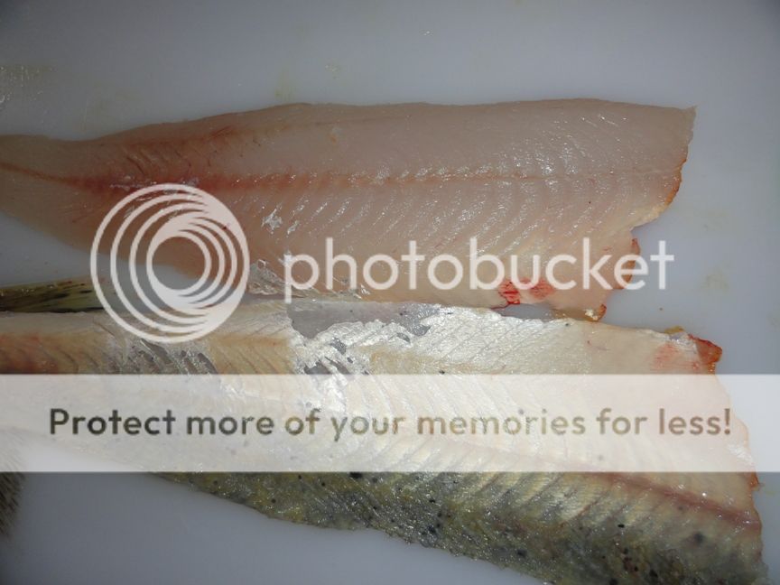 ever seen this kind of parasite on walleye? | Lake St. Clair Fishing Forum